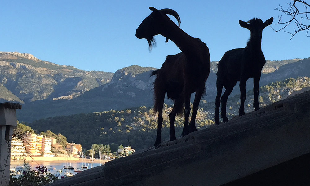 Photo Project 2020 | SollerWeb